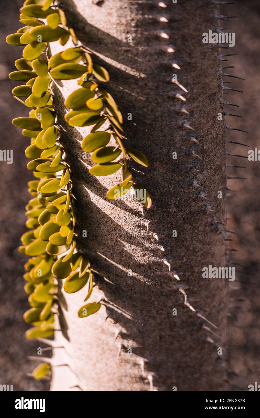 Closeup tall trunk of columnar cactus with spiral rows of thorns and ...