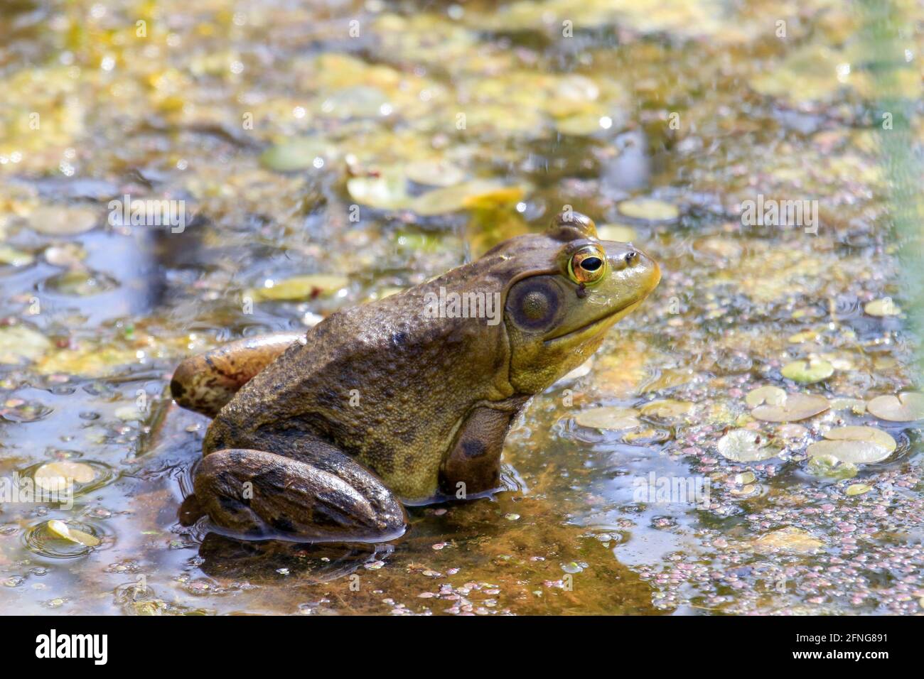 Lithobates catesbeianus - a series of photos showing the impressive ...