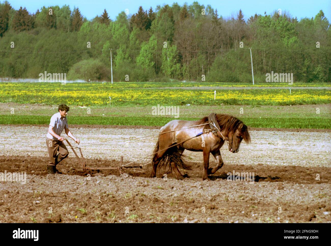 Baltic States / Latvia / Agriculture / 1998 Small farmer working in the ...