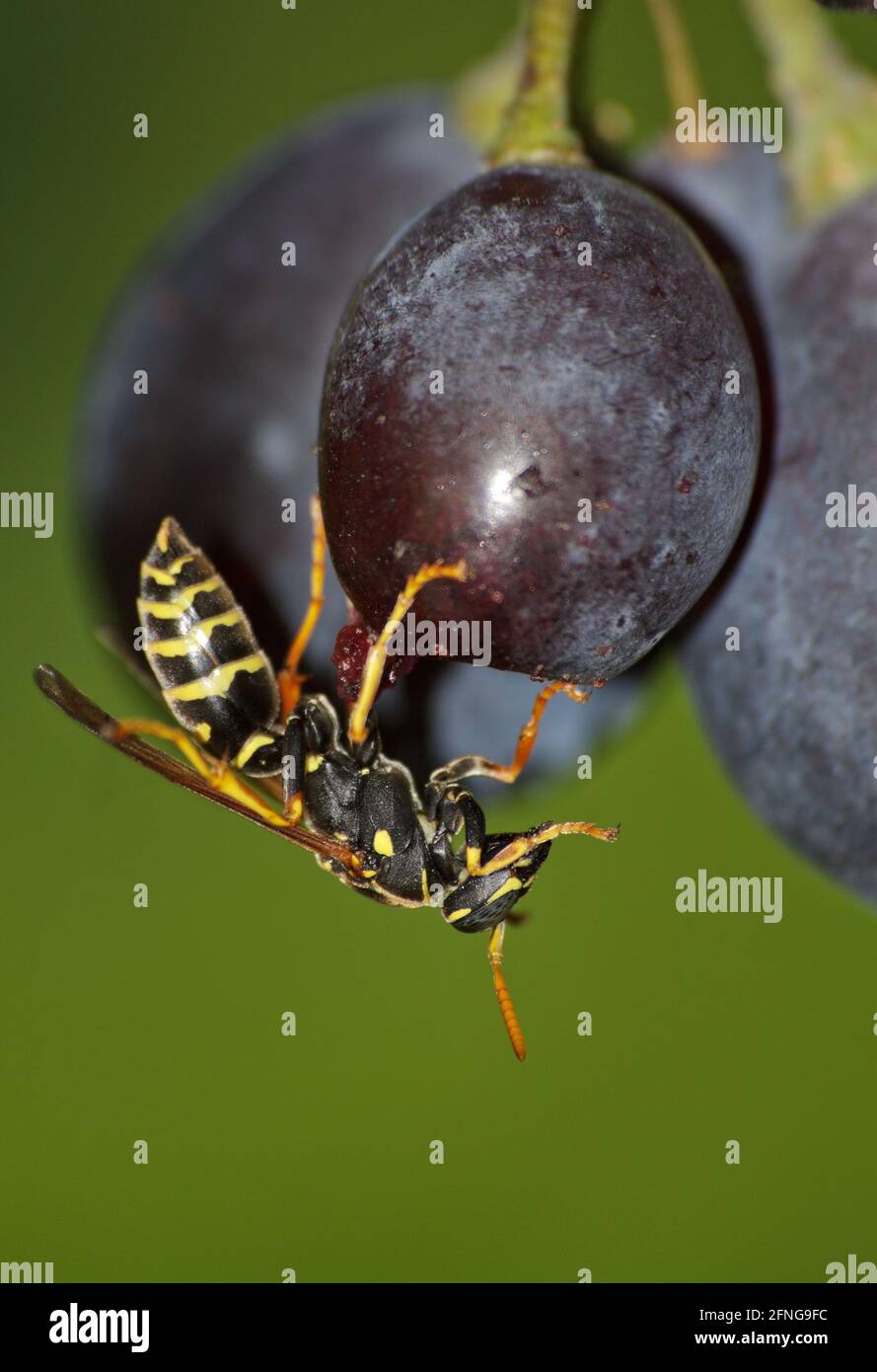 Common wasp vespula vulgaris hi-res stock photography and images - Alamy