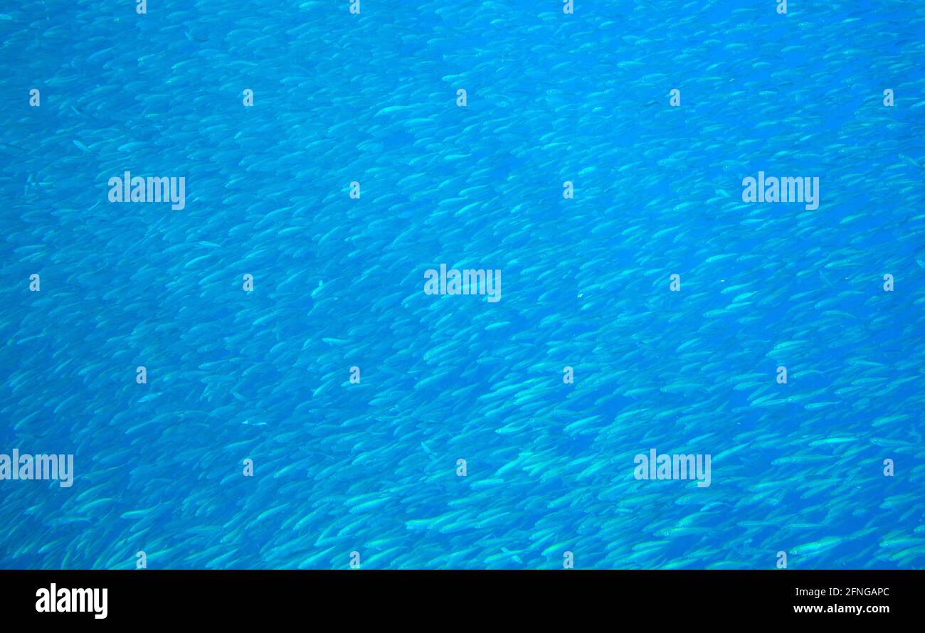 School of fish in blue sea. Small sardine school in blue ocean. Seafish ...
