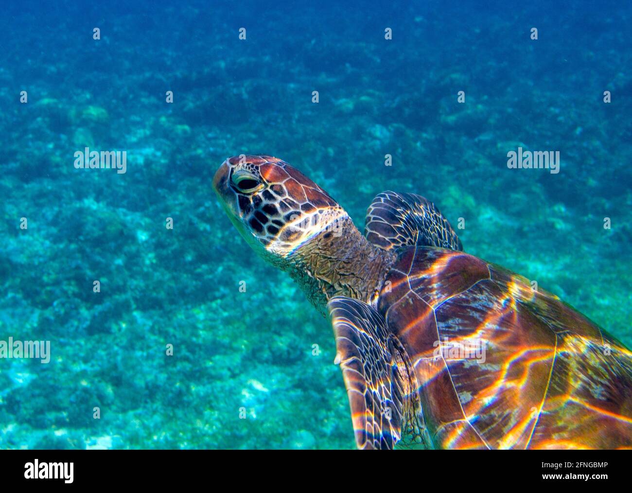 Sea turtle head portrait photo. Tropical seashore diving banner ...