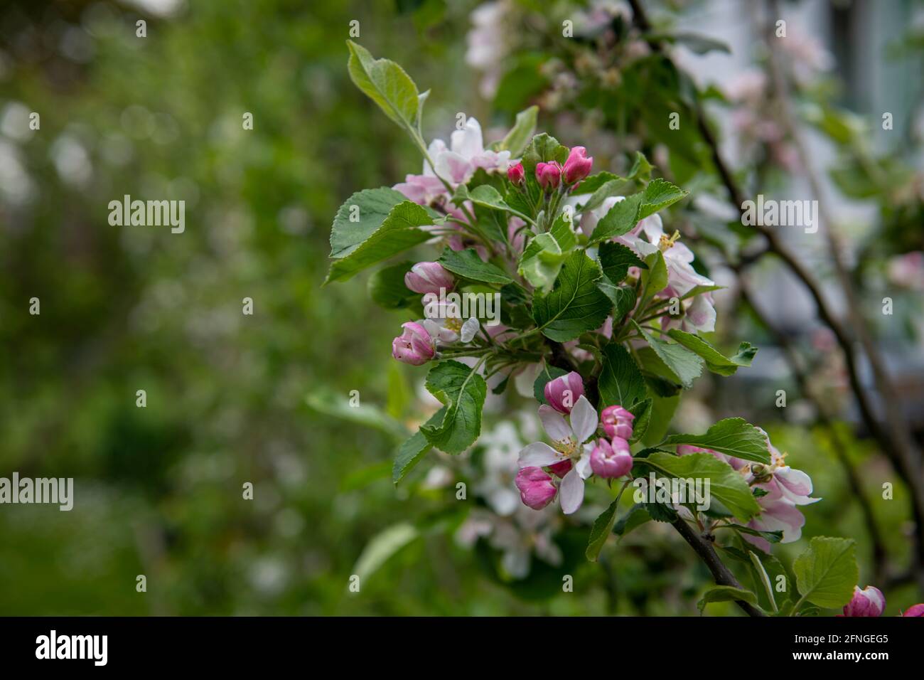 Grade 2 listed building Pinner Court in Pinner Harrow Stock Photo - Alamy