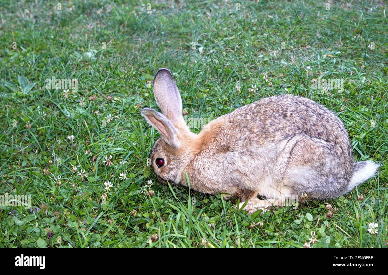 Fluffy rabbit eating grass in a field Stock Photo - Alamy