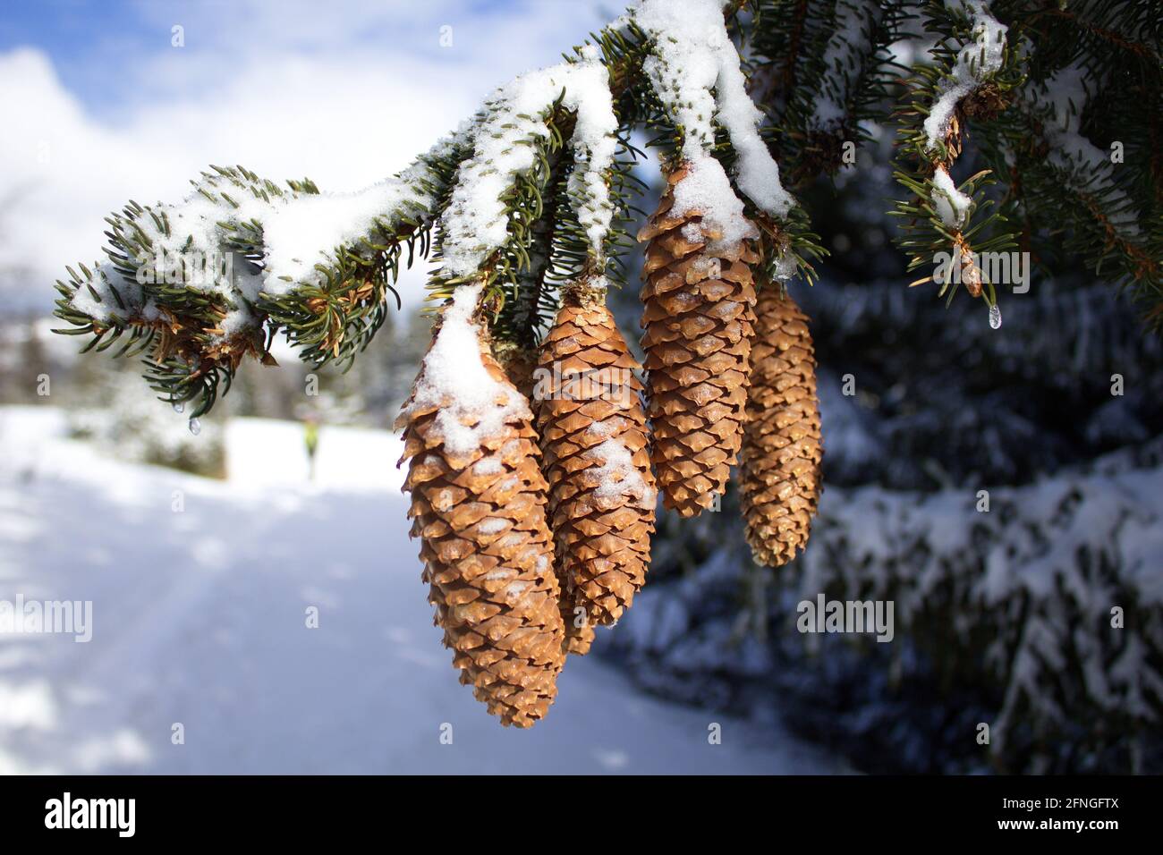 Closeup shot of pine cones covered in snow Stock Photo - Alamy