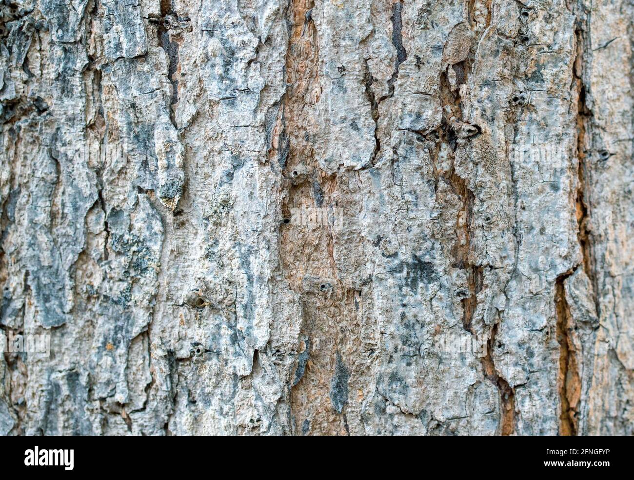 Cracked bark texture closeup. Faded weathered bark with cracks. Natural ...