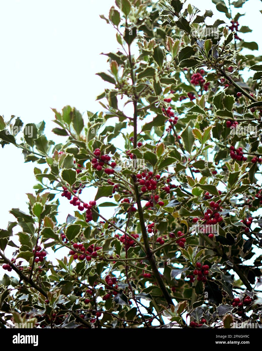 European Holly, ilex aquifolium agrifoglio with Red Berries, on white ...