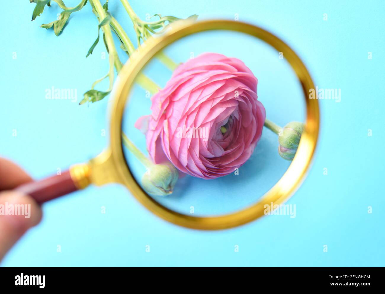 Magnifying flower buttercup hi-res stock photography and images - Alamy