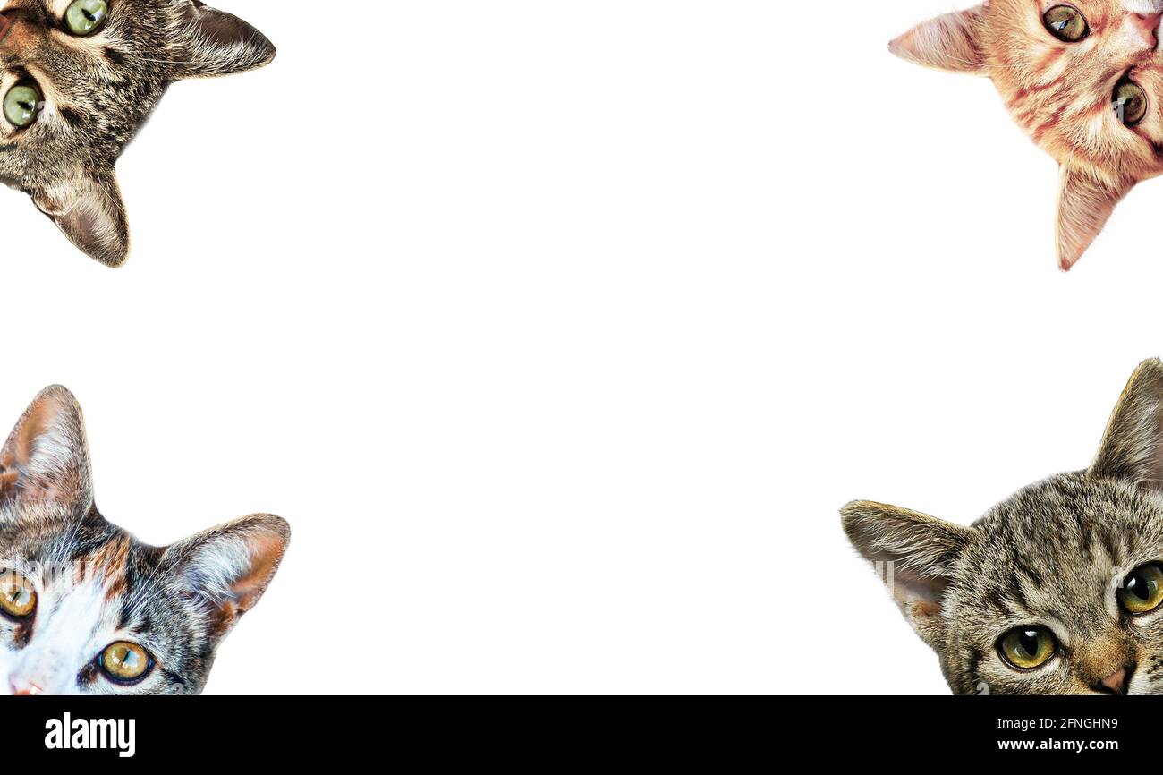 Cats isolated , animals pet domestic Stock Photo - Alamy