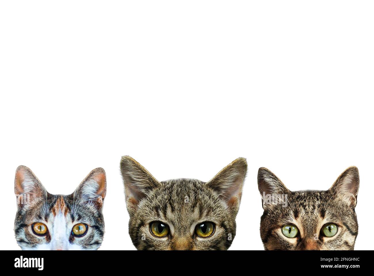Cats isolated , animals pet domestic Stock Photo - Alamy