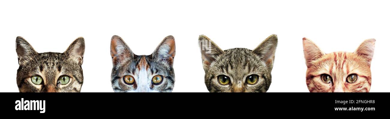 Cats isolated , animals pet domestic Stock Photo - Alamy