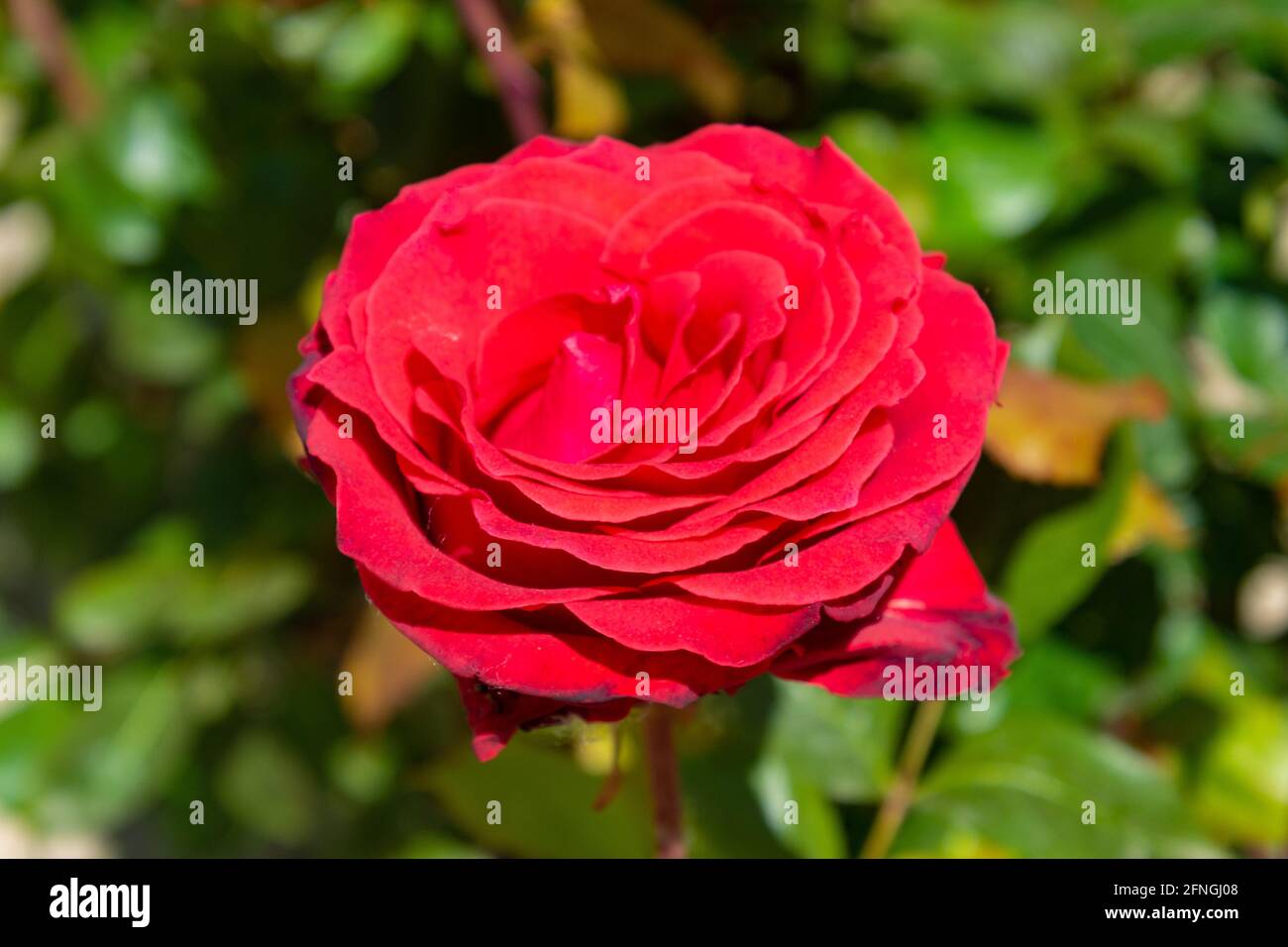 Madrid spain rose garden hi-res stock photography and images - Alamy