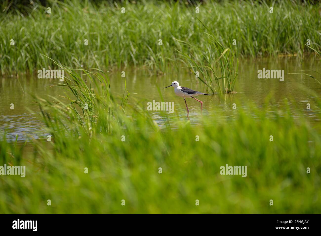 Black-winged stilt birds (Himantopus himantopus) near the Marquesa ...