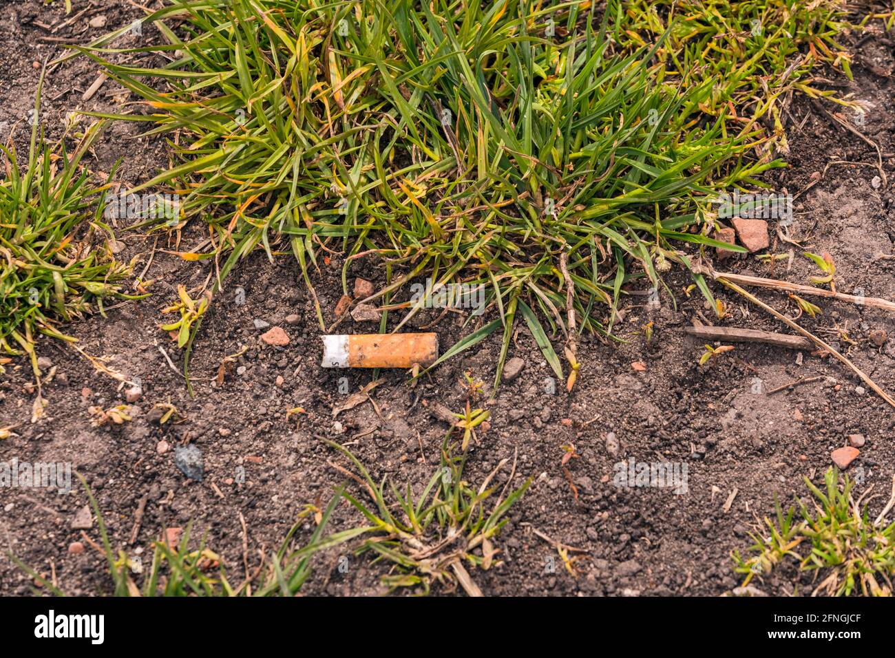 Discarded cigarette butts pollute the environment around the world ...