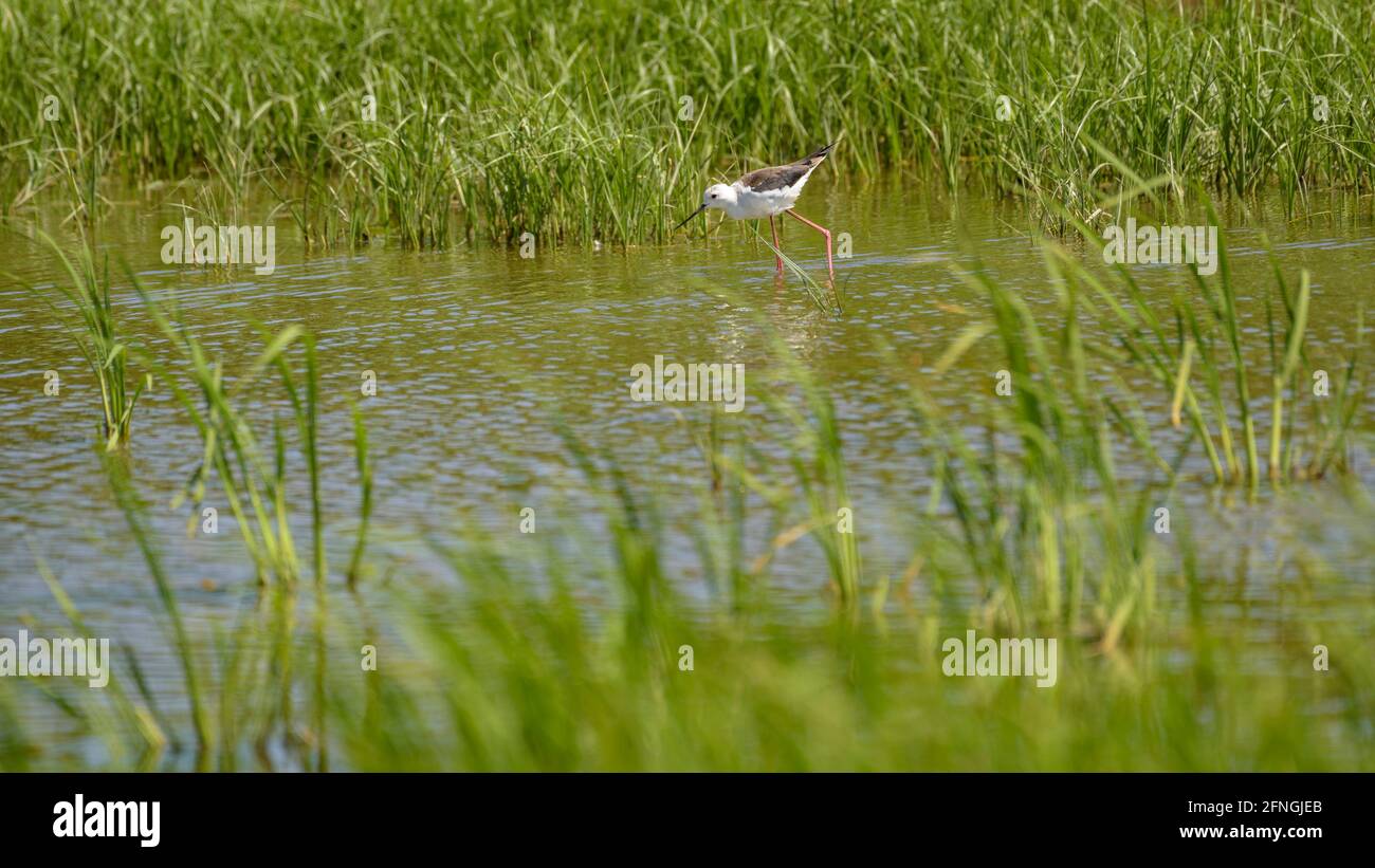 Stilt birds hi-res stock photography and images - Alamy