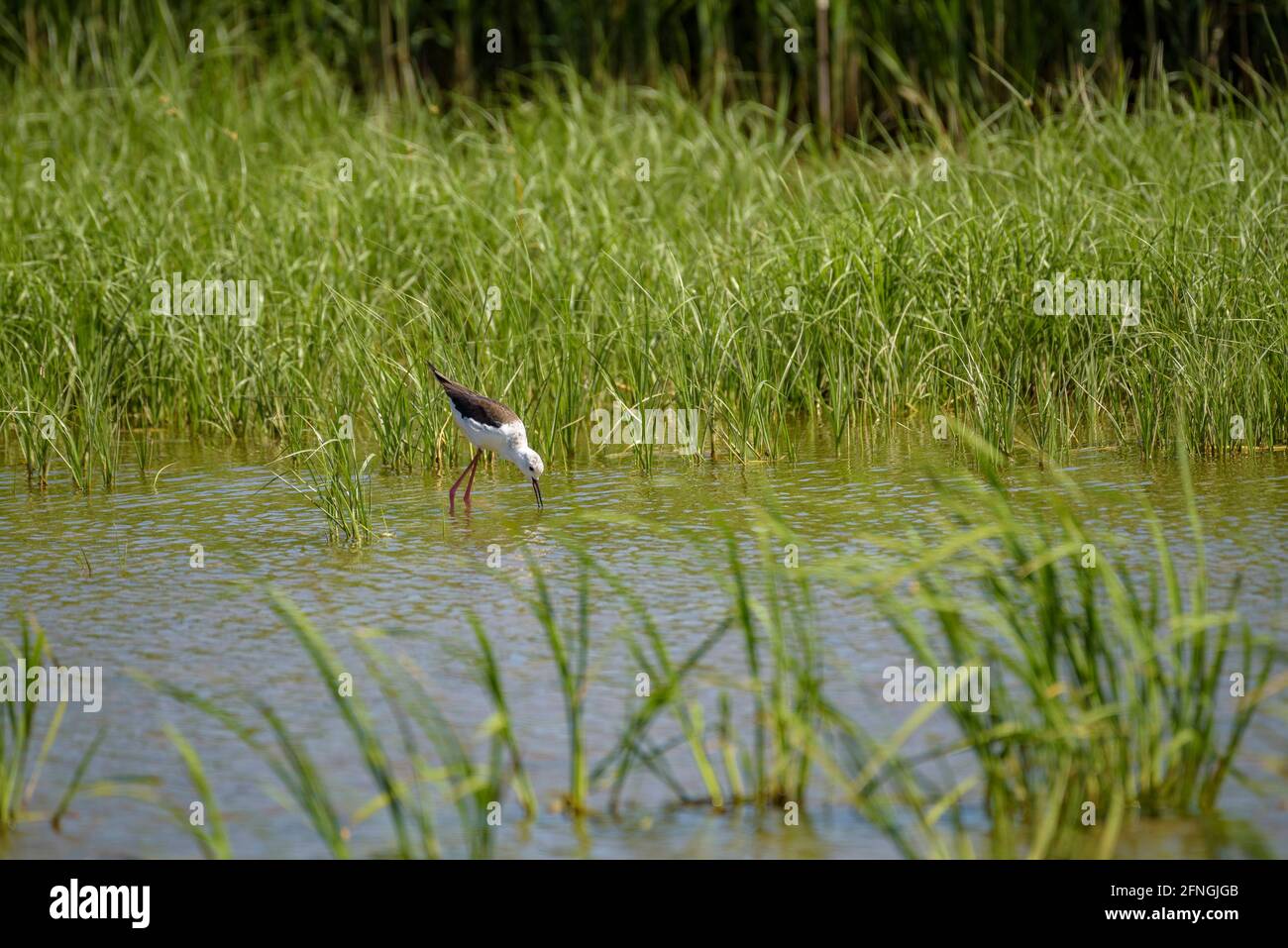 Animales de punta hi-res stock photography and images - Alamy