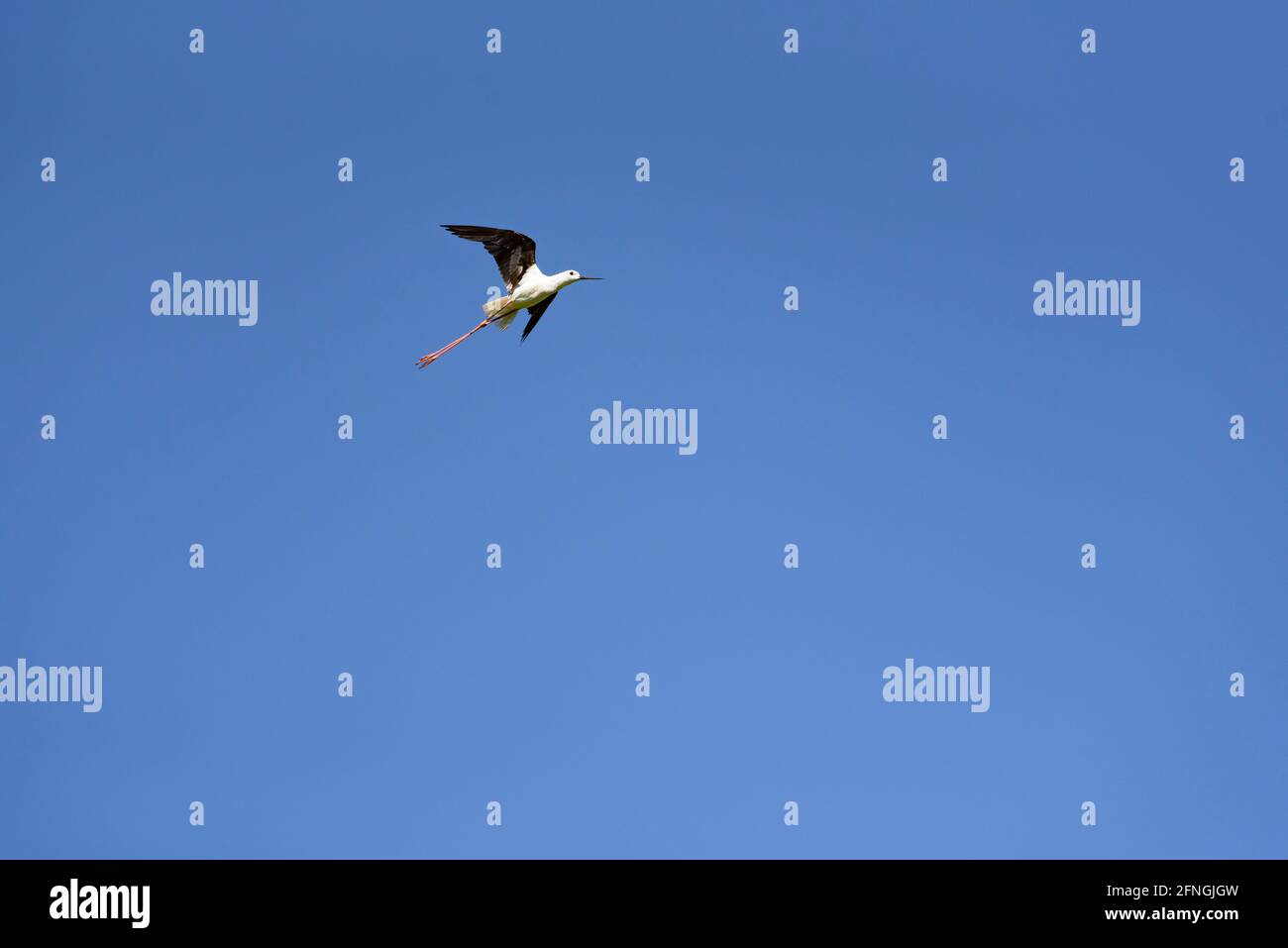 Animales de punta hi-res stock photography and images - Alamy