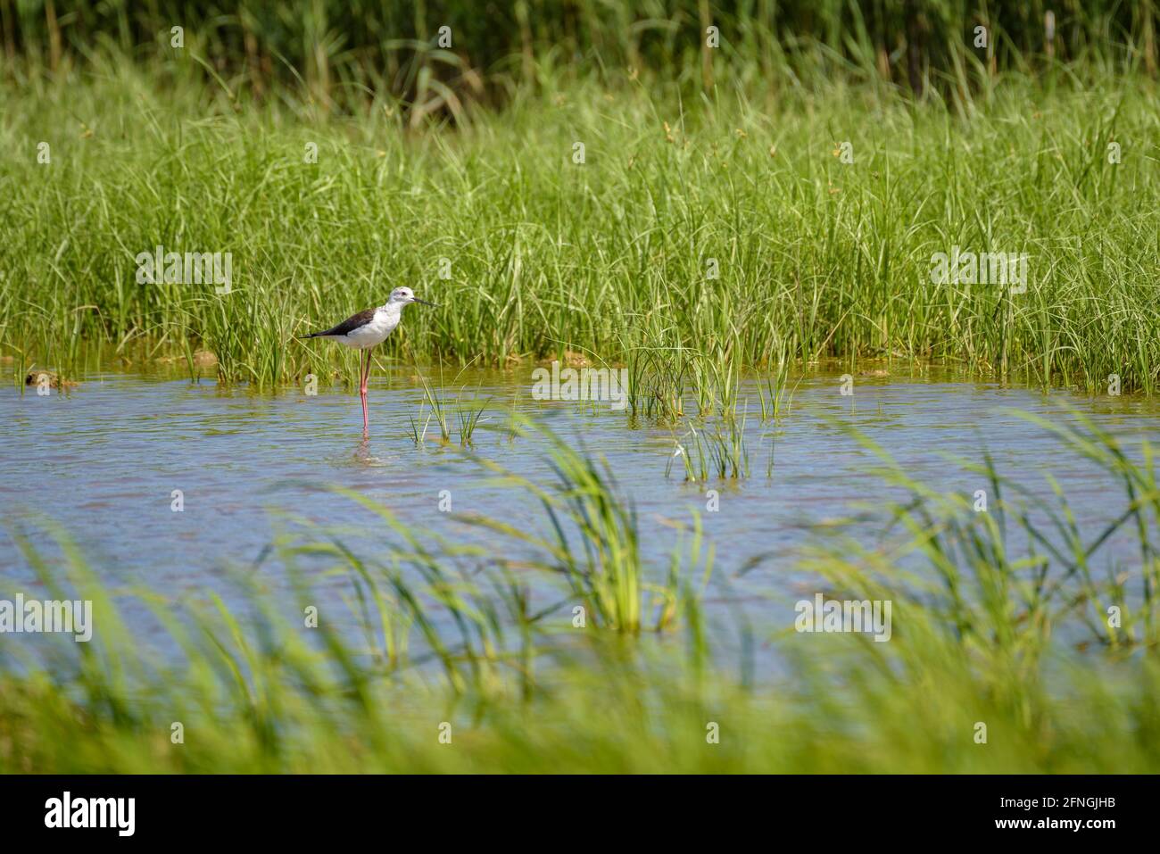 Stilt birds hi-res stock photography and images - Alamy