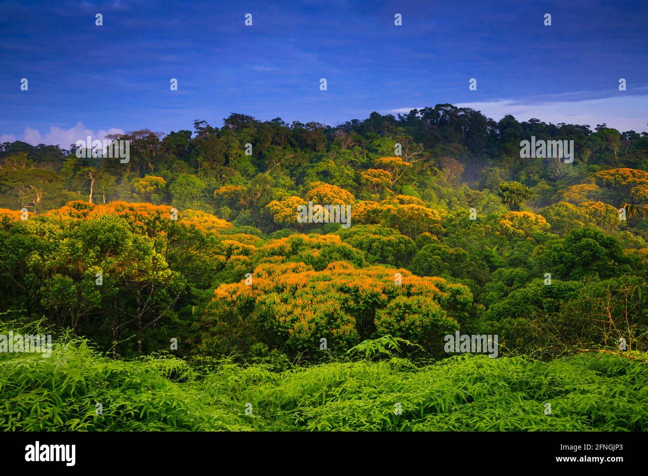 Panama landscape with flowering May Trees in the premontane humid ...