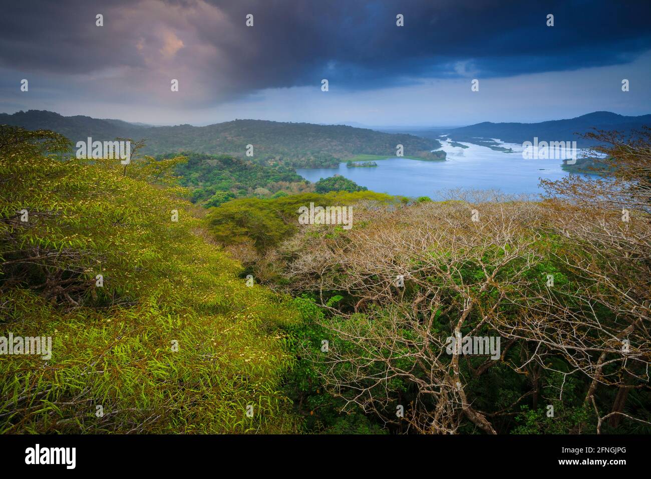 Panama landscape with evening light over the dense rainforest of ...