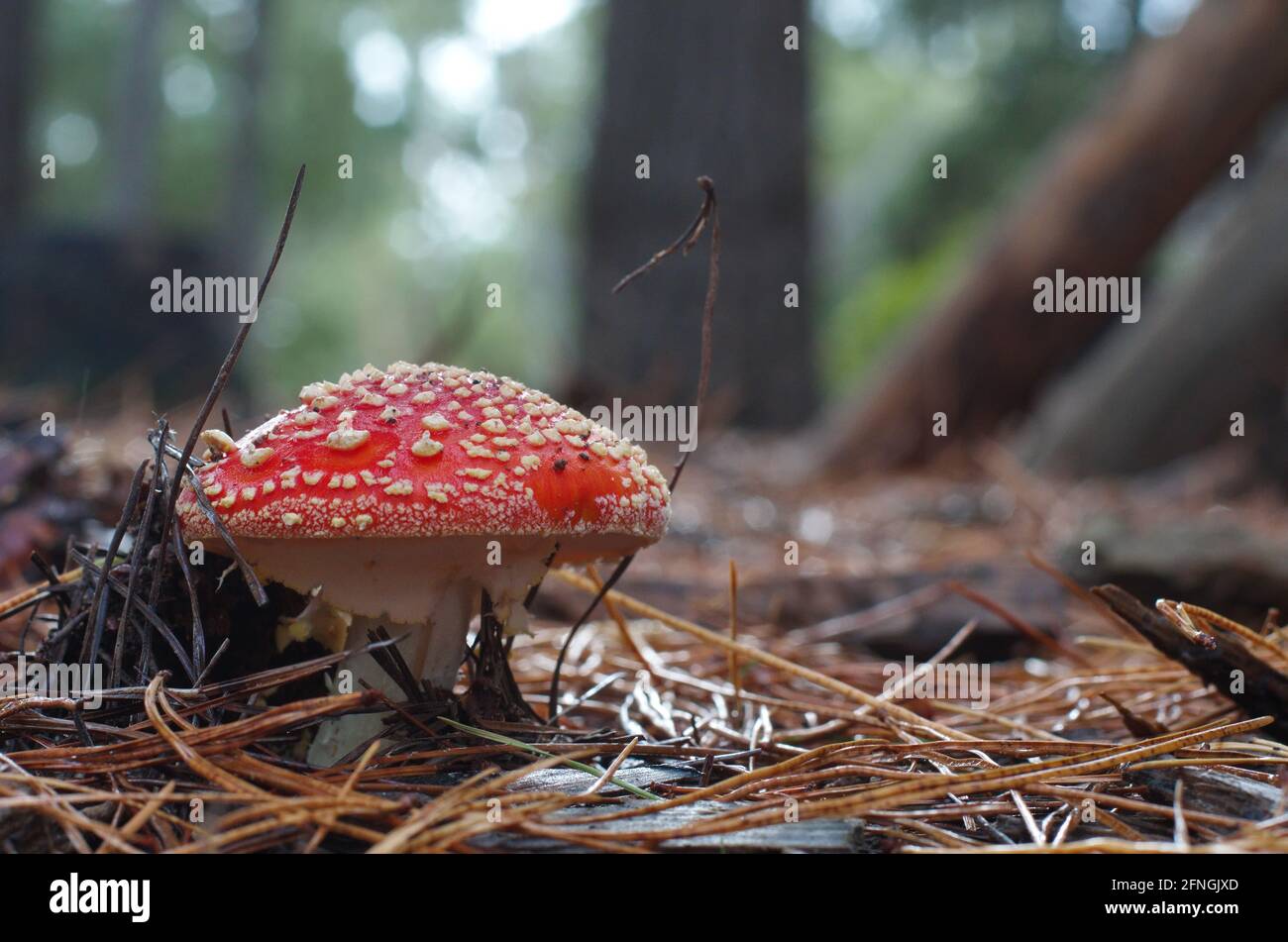 Red spotty mushroom hi-res stock photography and images - Alamy
