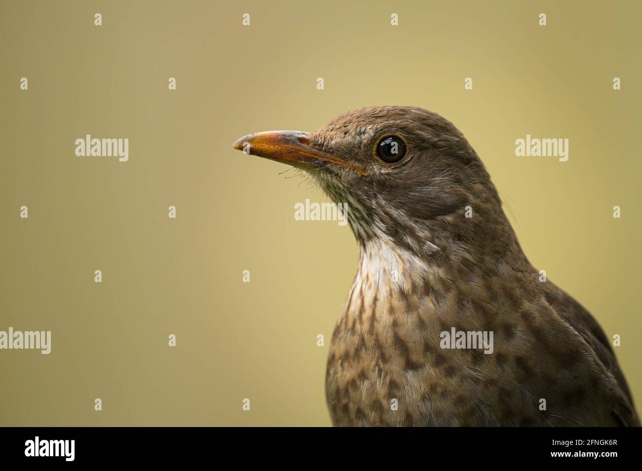 Female Blackbird head portrait Stock Photo - Alamy