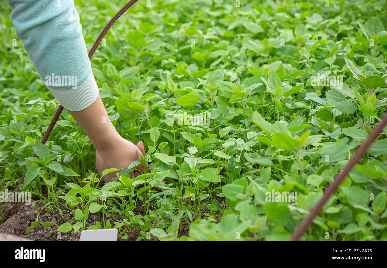 Farmer weeding hi-res stock photography and images - Alamy