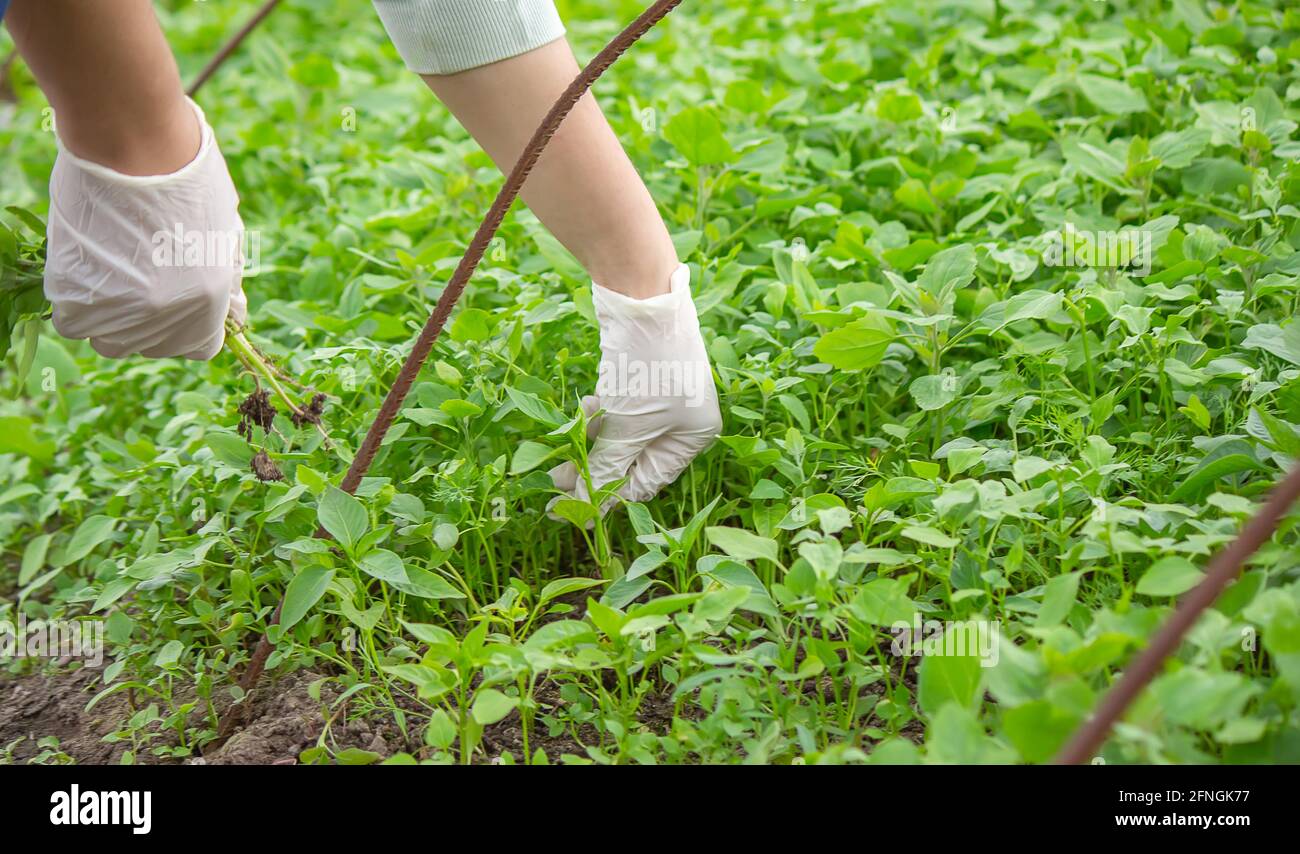 Hand of female farmer weeding pepper and cabbage Stock Photo - Alamy