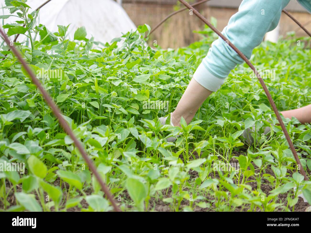 Hand of female farmer weeding pepper and cabbage Stock Photo - Alamy