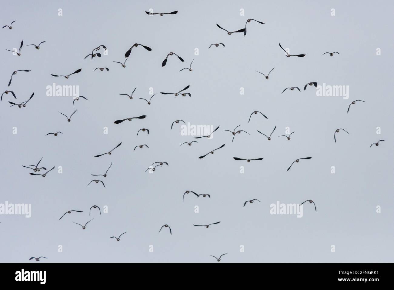 Northern lapwing, Vanellus vanellus in flight Stock Photo - Alamy