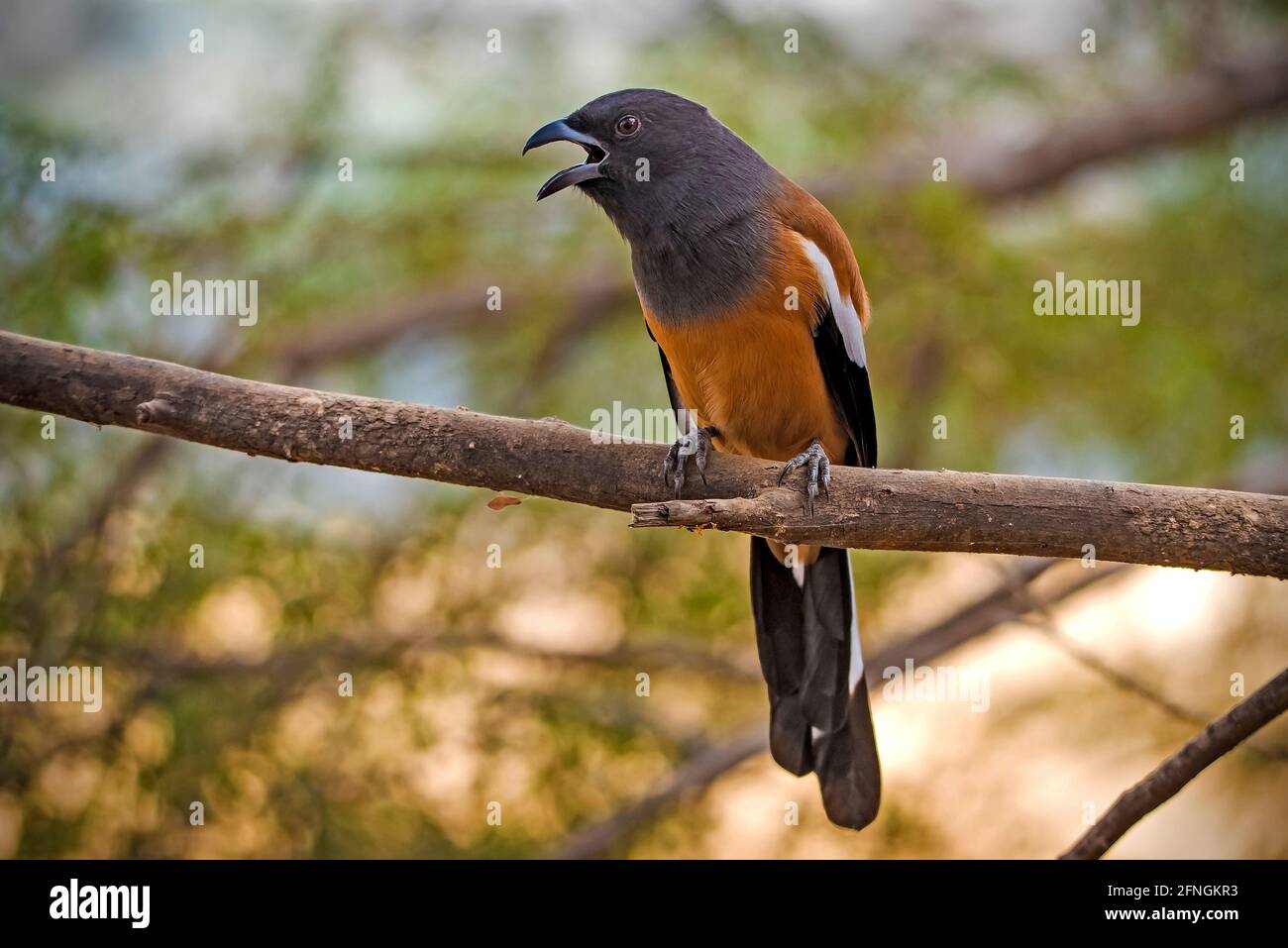 Rufous Treepie resting on a branch of a tree looking around its ...