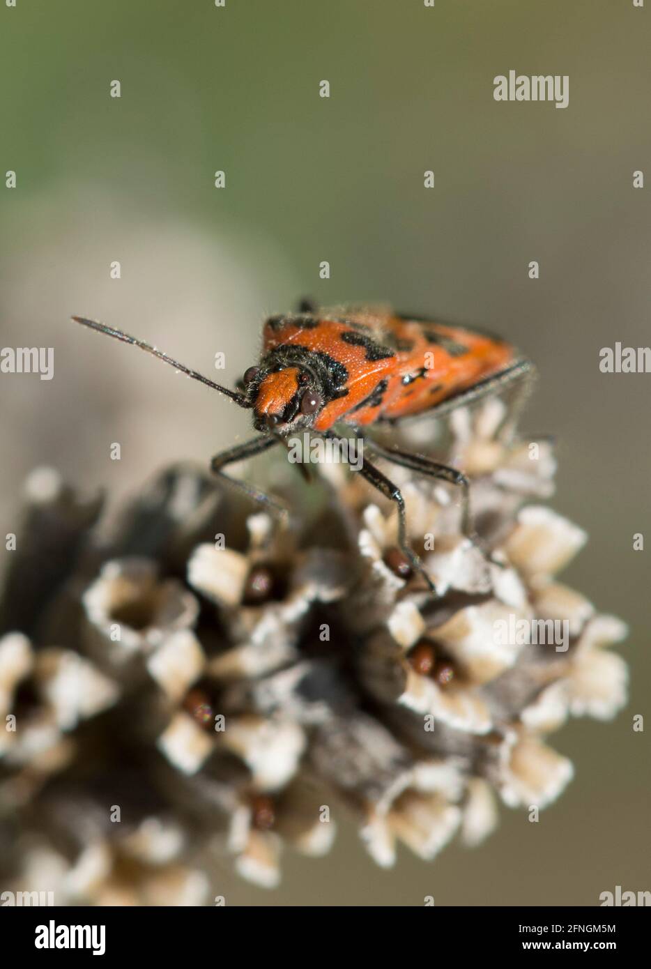 Eurydema dominulus hi-res stock photography and images - Alamy