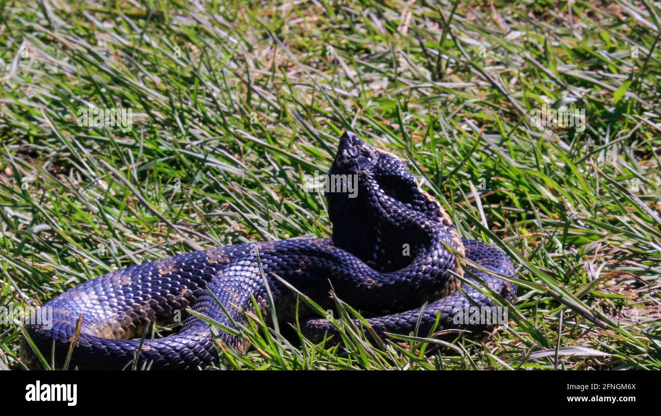 Black Eastern Hognose Snake