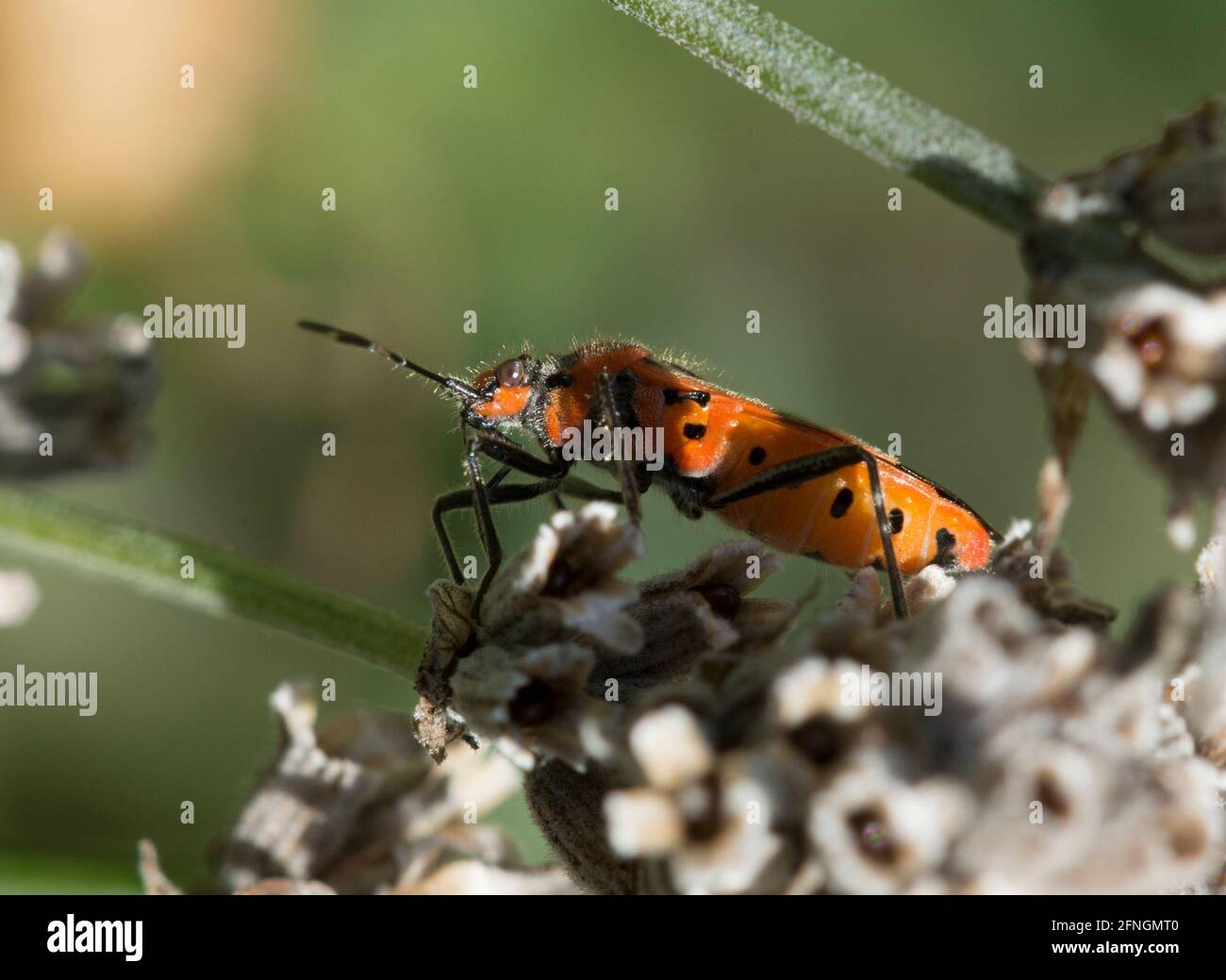 Beetle orange beetle High Resolution Stock Photography and Images - Alamy