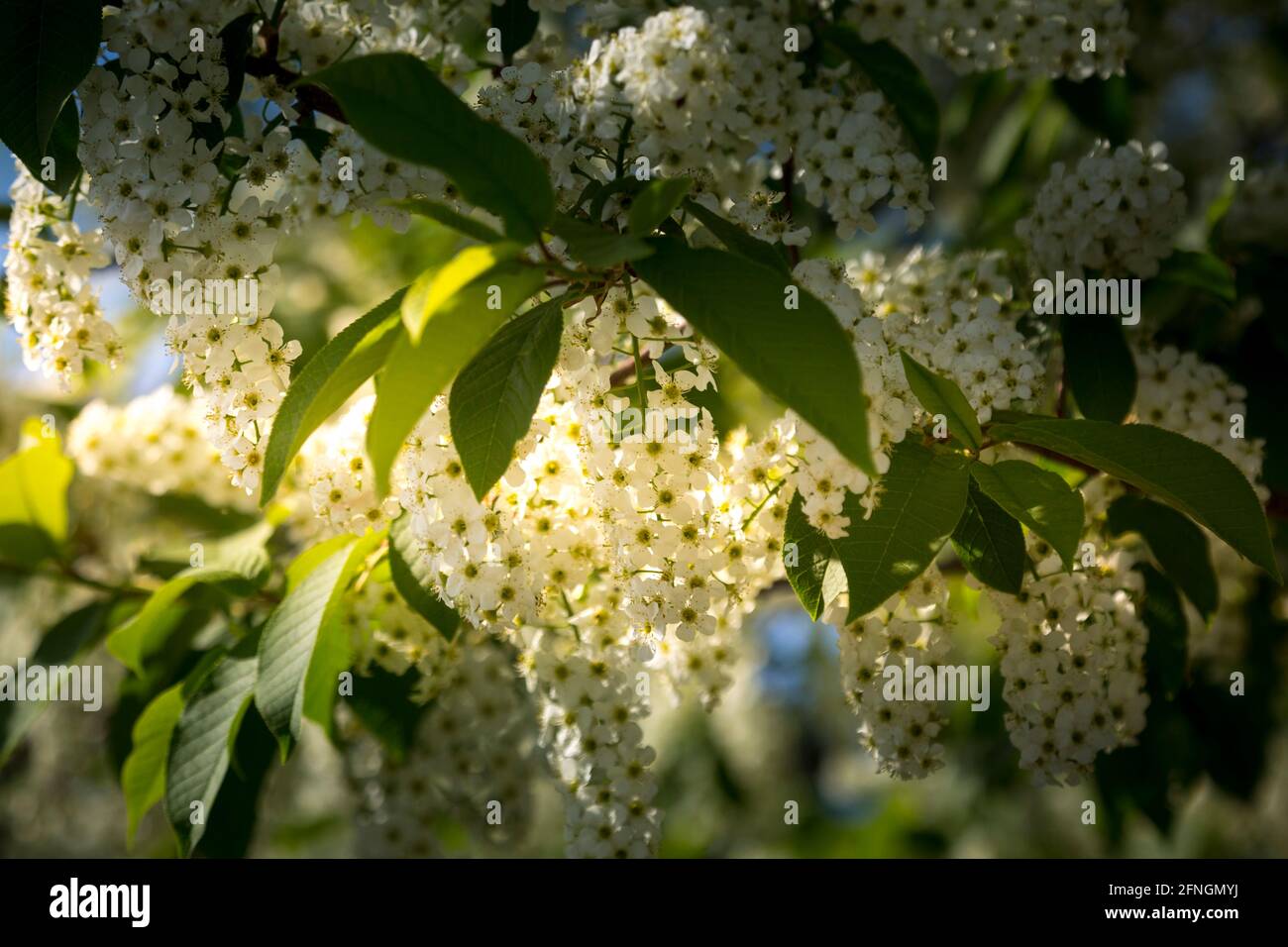 Bunches bird cherry blossom hi-res stock photography and images - Alamy