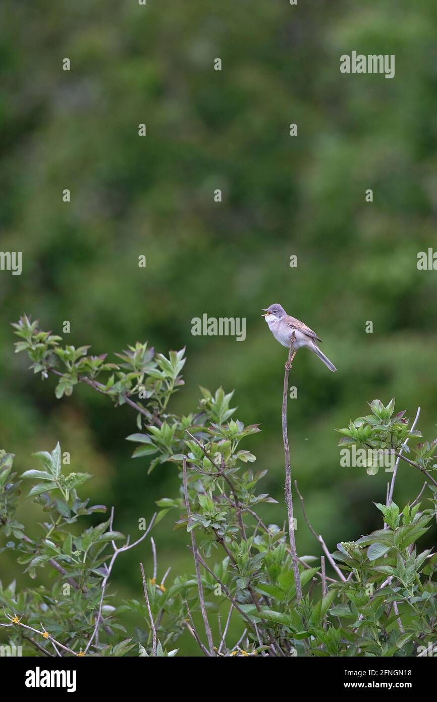 Common Whitethroat (Sylvia communi) male singing in habitat Stock Photo ...