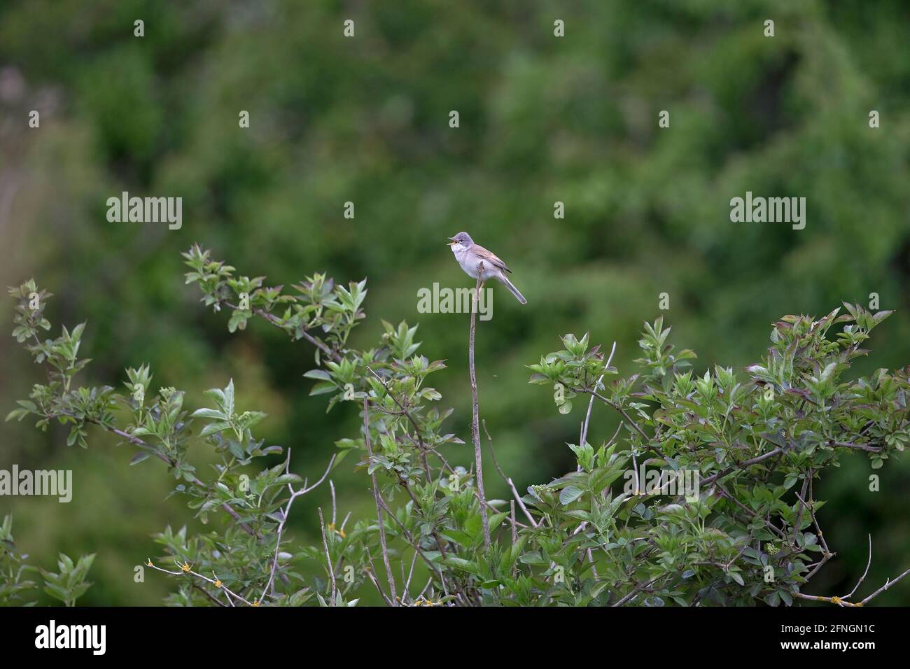 Common Whitethroat (Sylvia communi) male singing in habitat Stock Photo ...