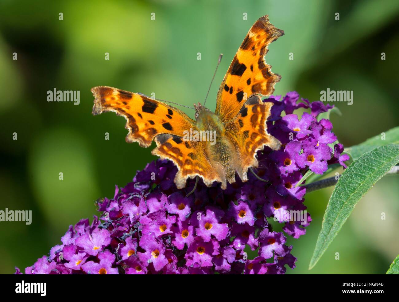 Comma Butterfly on Purple Buddleia Stock Photo - Alamy