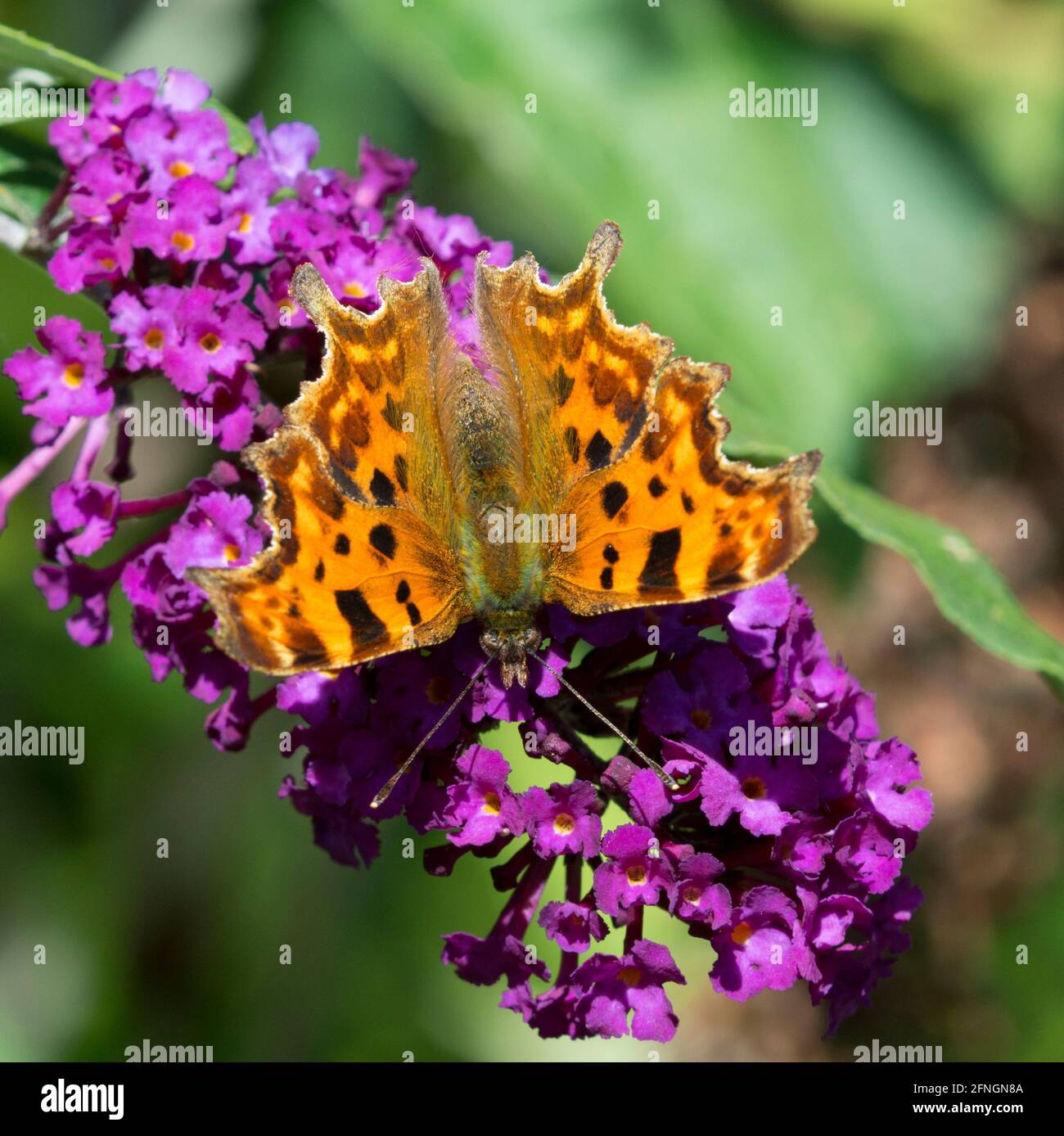Comma Butterfly on Purple Buddleia Stock Photo - Alamy