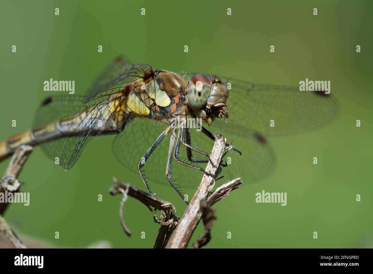 Gold ringed dragonfly digesting prey hi-res stock photography and ...