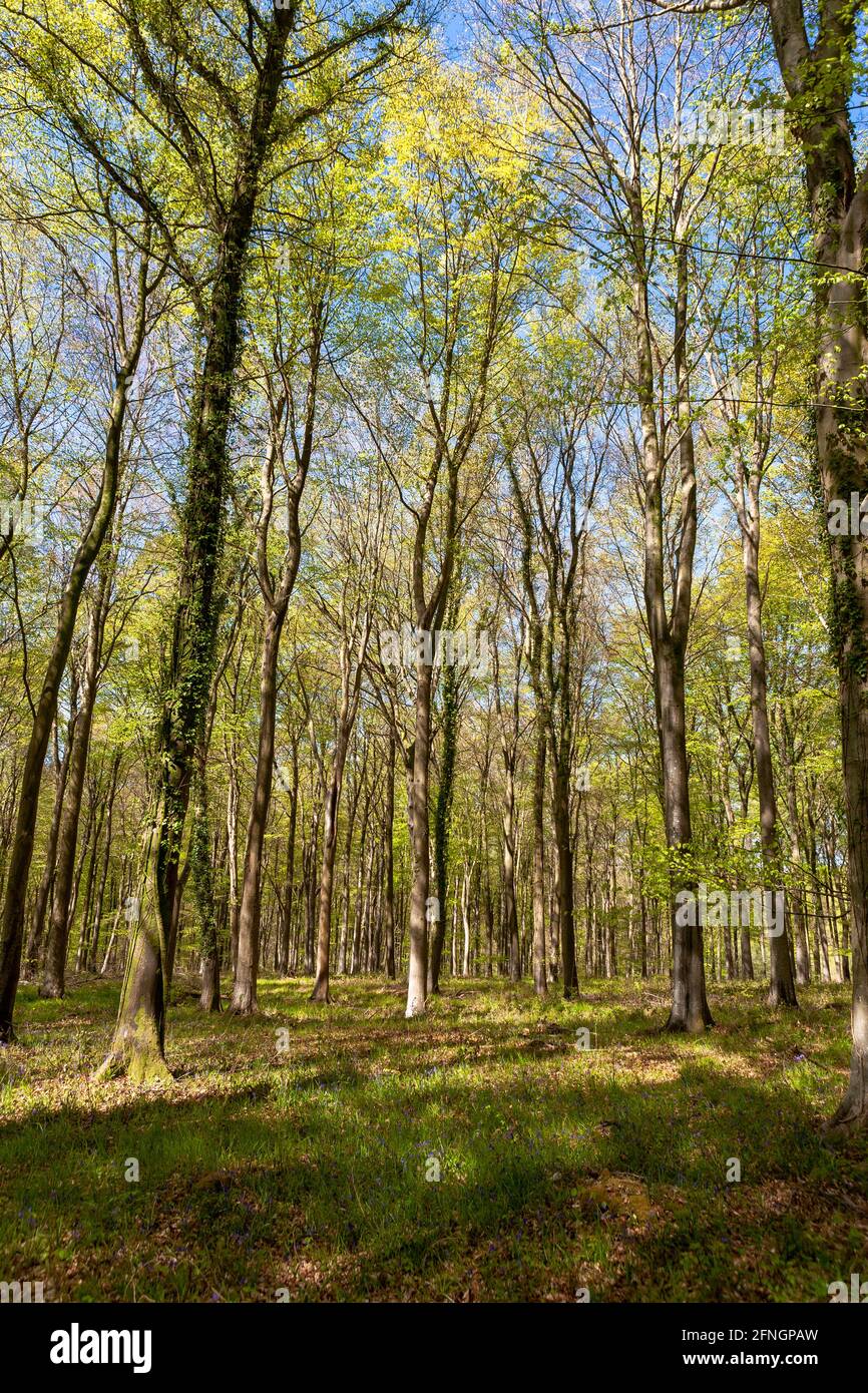 Beech trees (Fagus sylvatica) in new Spring leaf, with bluebells ...