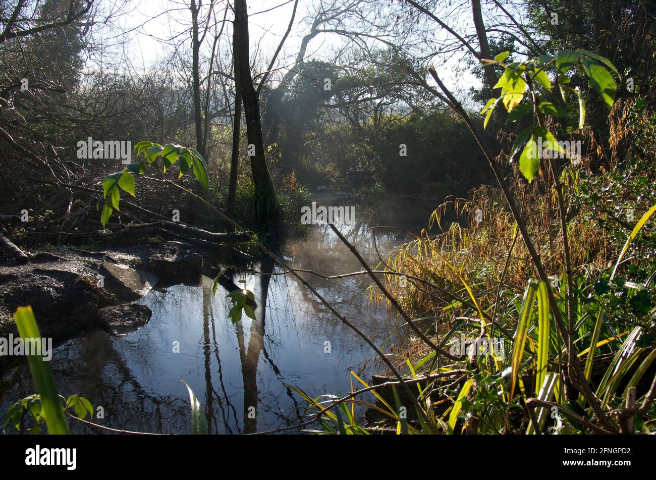 Wet woodland of the River Chess on the Chess Valley Walk, Chesham Moor ...