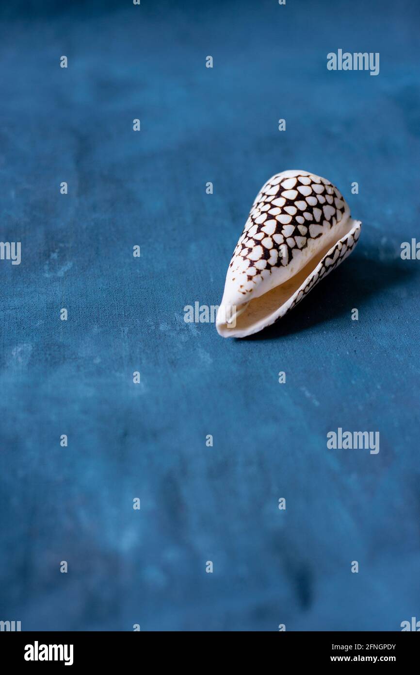 Black Cone on a blue background. Conus Marmoreus. Shell With White ...