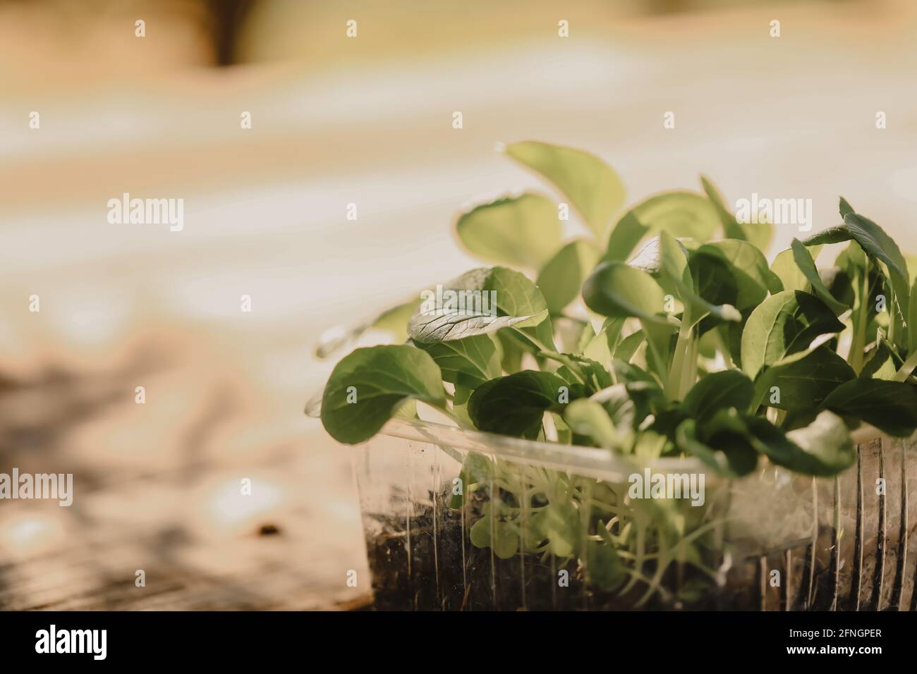 Pak choy seedlings hi-res stock photography and images - Alamy