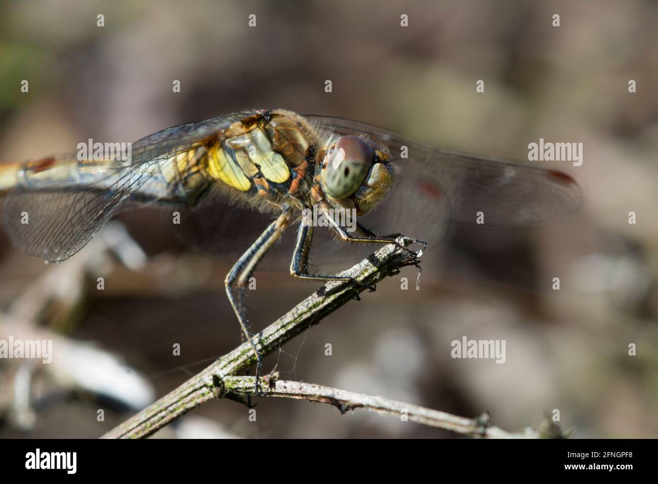 Gold ringed dragonfly digesting prey hi-res stock photography and ...