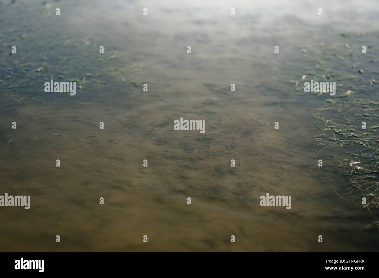 Lake with moss covered in an abstract background Stock Photo - Alamy
