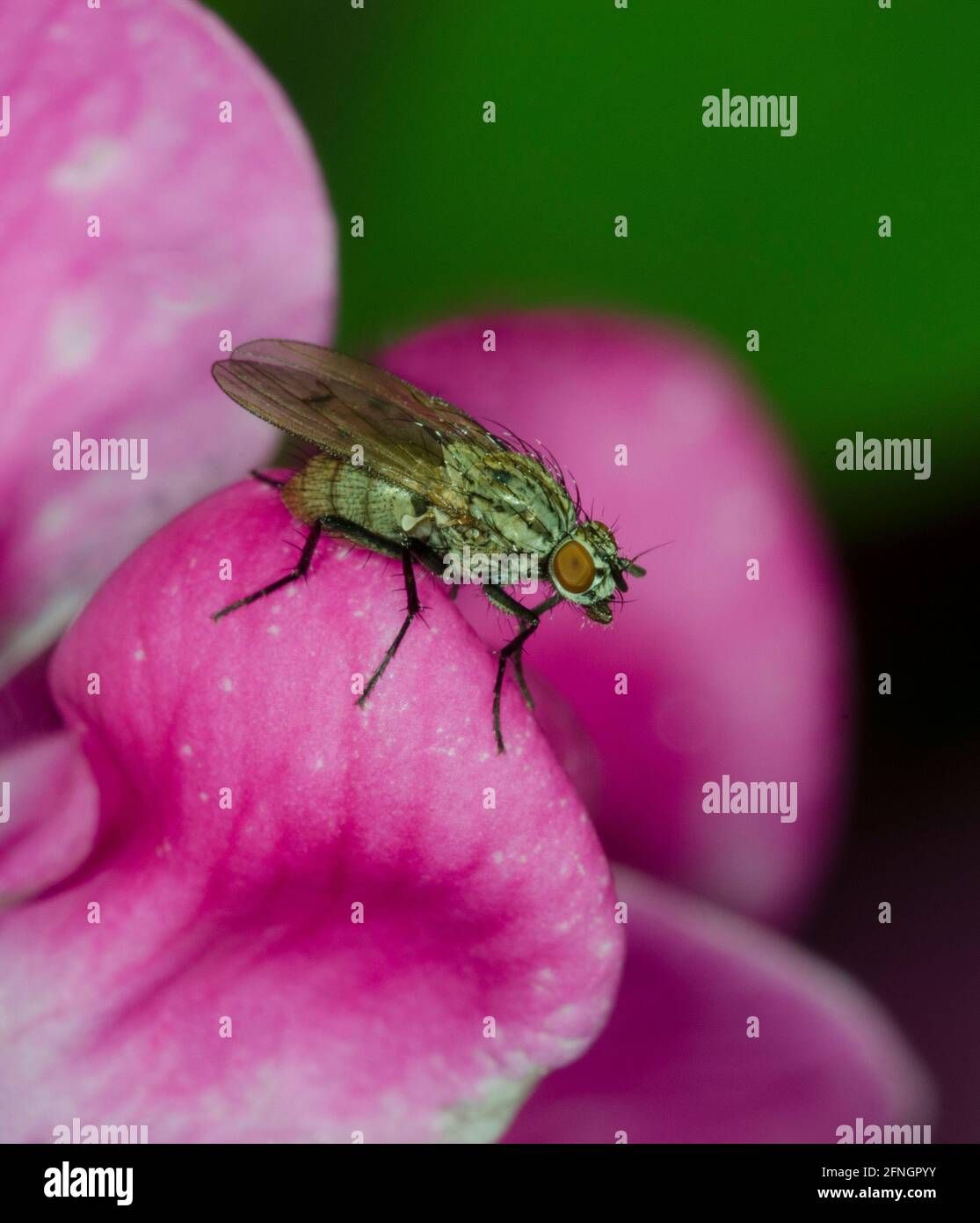 Insect true fly hi-res stock photography and images - Alamy
