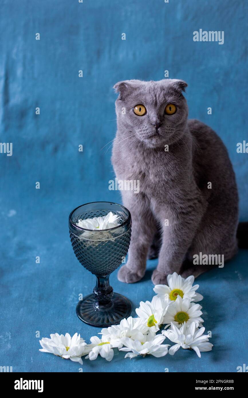 Gray Scottish fold cat on a blue background glass and chamomile flowers ...