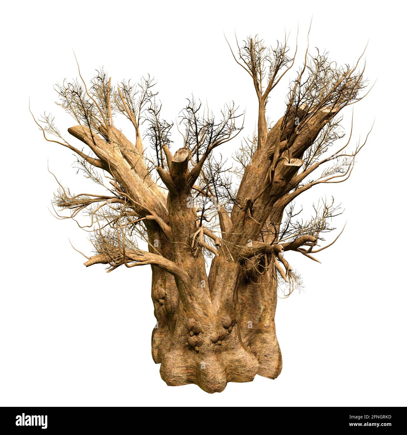 Big baobab tree Cut Out Stock Images & Pictures - Alamy