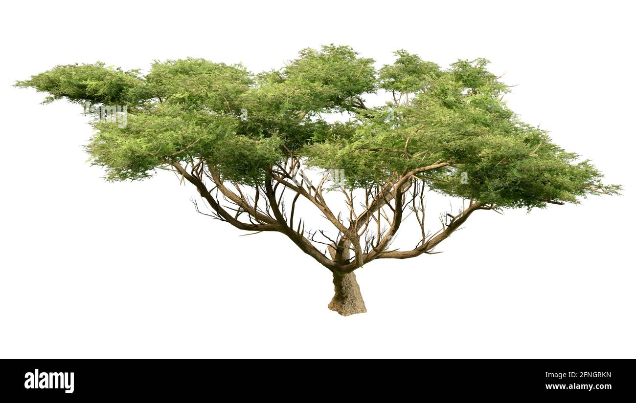 3D rendering of a green acacia tree isolated on white background Stock ...
